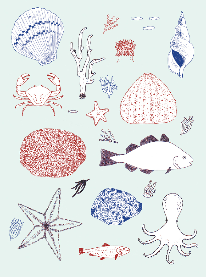 Drawing in the Sea - Harriet Russell illustration